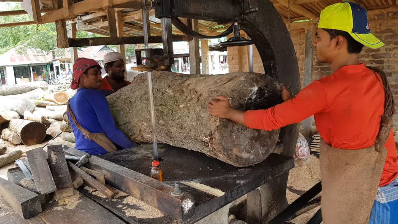 Crooked, Hole Mahogany Wood Big Size Tough To Cutting at Sawmill।Big ...