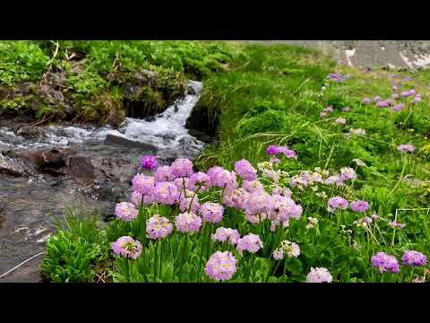 #Doğa #Manzara #Nature #Tabiat #Landscape #Yaylalar #capture #Kaçkar #mountain #dağlar #flower