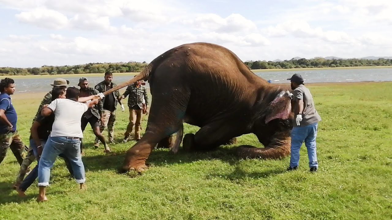 Huge Angry Bull suffering from a painful ABSCESS popped in the leg ...