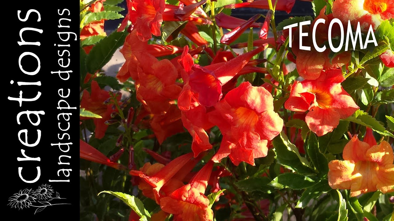 Tecoma Hybrid 'Crimson Fire' - 13 Weeks Of CA Natives - YouTube