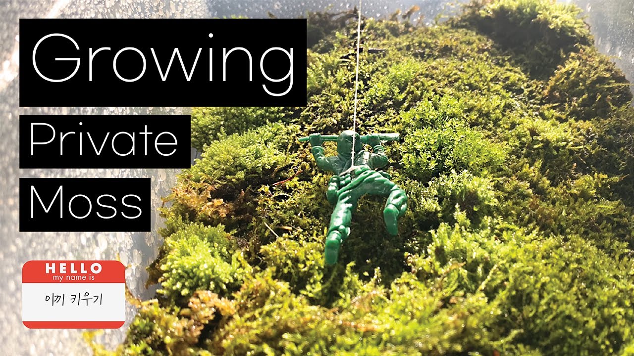 이끼 키우기 ASMR _ Growing Private Moss ASMR - YouTube