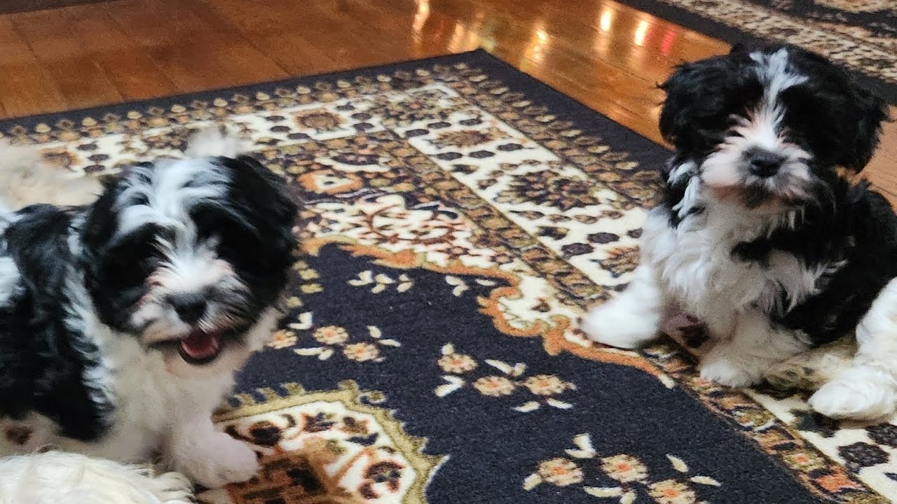 Maggie and Paisley at 9 weeks old! Born October 4th 2025! - YouTube