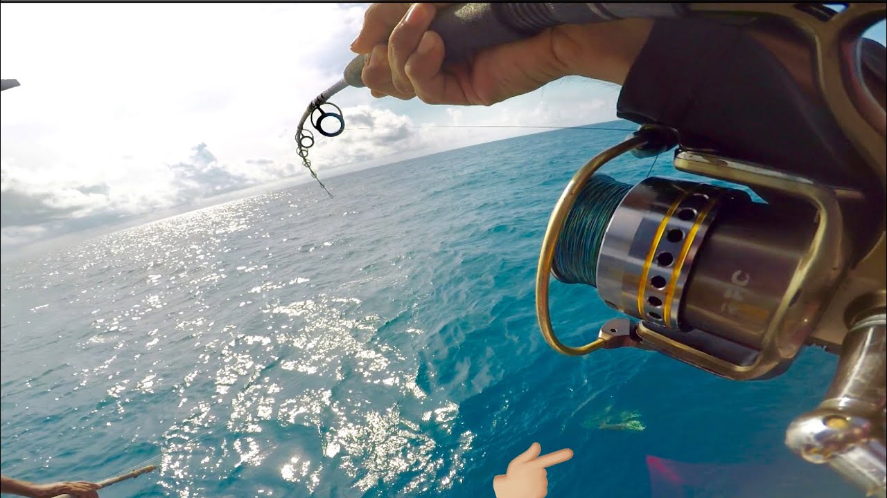 jigging Gabus laut II Memburu ikan cobia sang torpedo II Cobia Fish ...