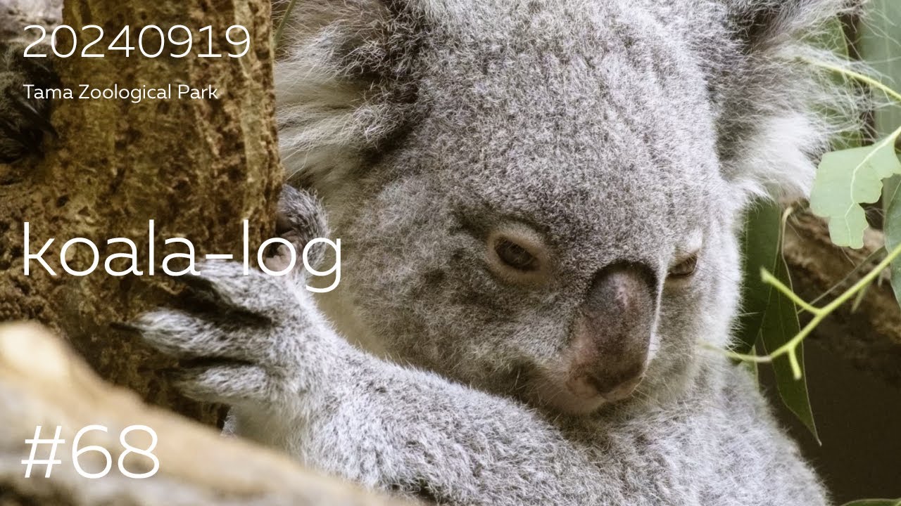 [koala-log] コアラログ #68 多摩動物公園 240919🐨 - YouTube