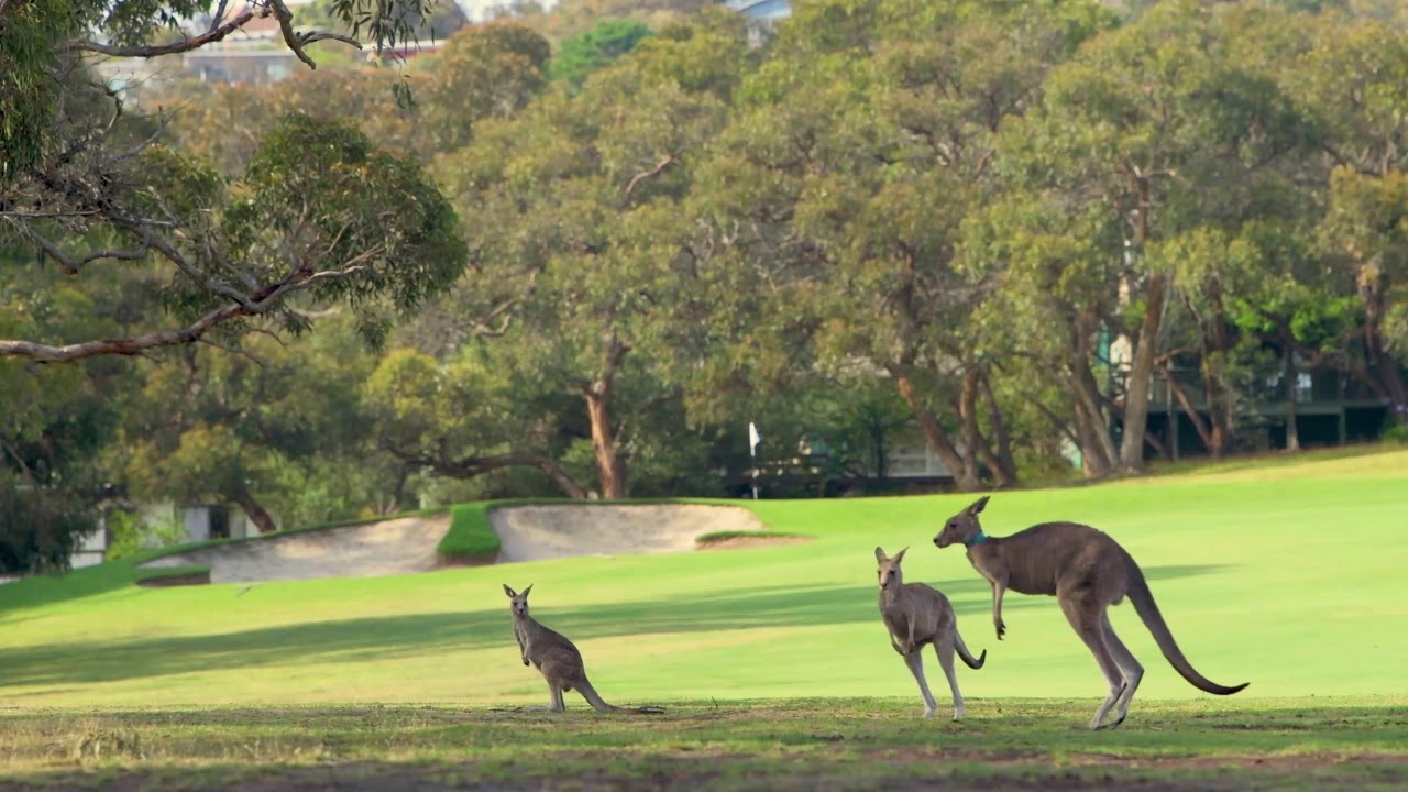 Anglesea Golf Club, Victoria, Australia: Kangaroos - YouTube