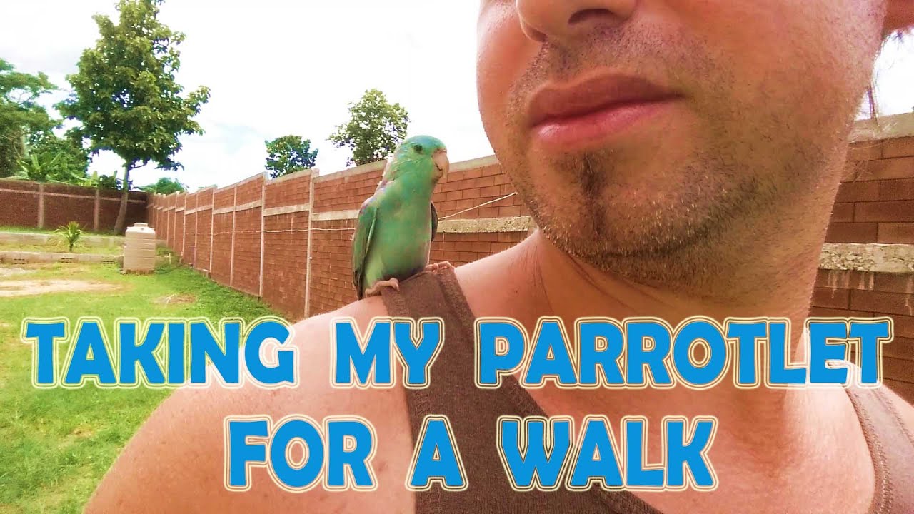 Taking My Parrotlet For Walk - YouTube