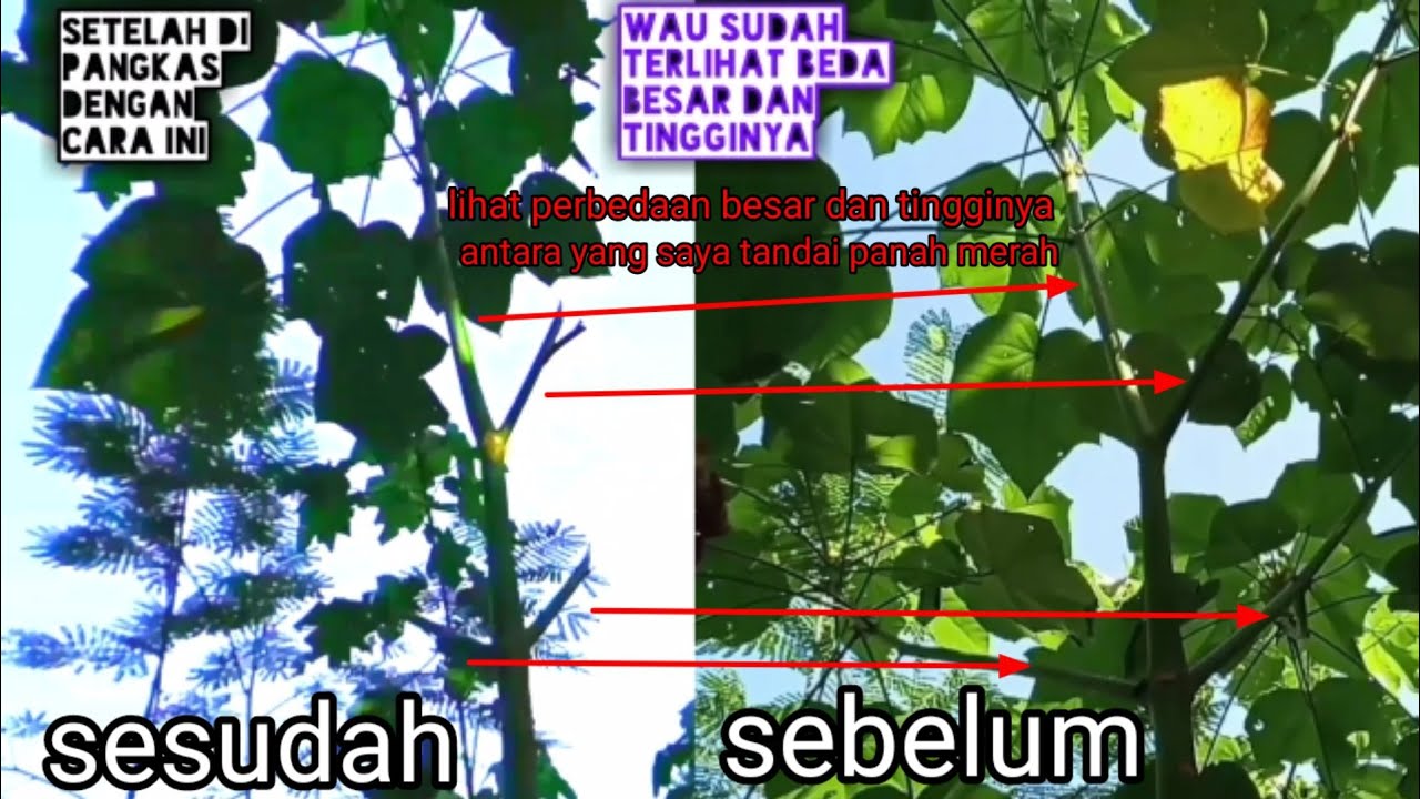 pemangkasan cabang pohon balsa - YouTube