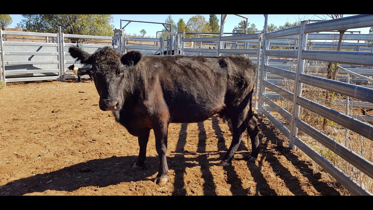 10 cows for sale george pallis - YouTube
