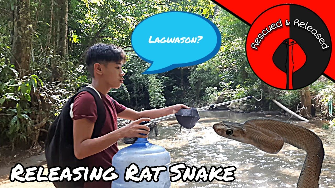 Rescued and Released: Philippine Grey Tailed Rat Snake - YouTube