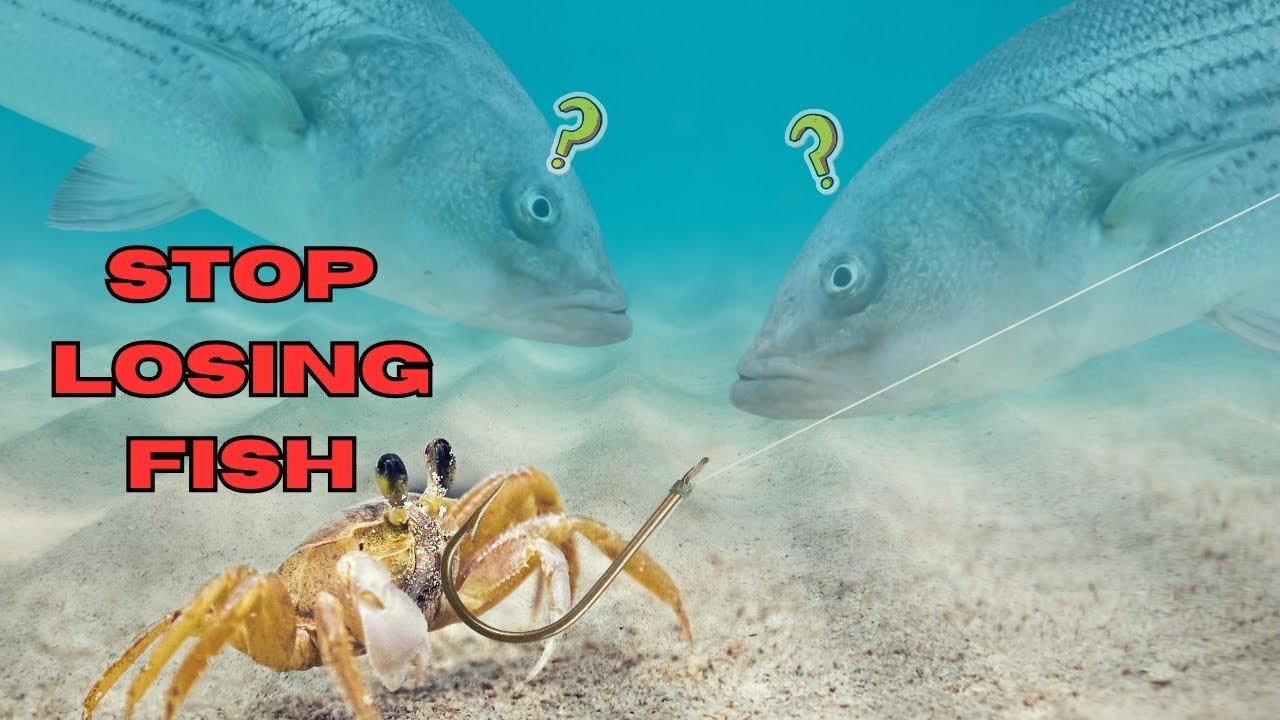 Easy Hack to Stop losing fish for CRABS! - YouTube