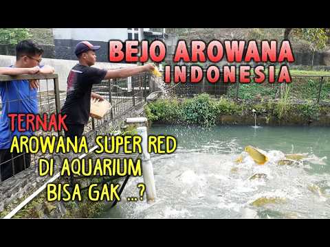 PENANGKARAN AROWANA SUPER RED DI BOGOR