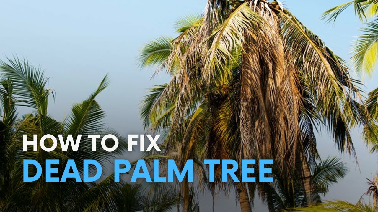 How Can I Fix My Dead Palm Tree? Tampa Outdoor Living Expert Answers ...