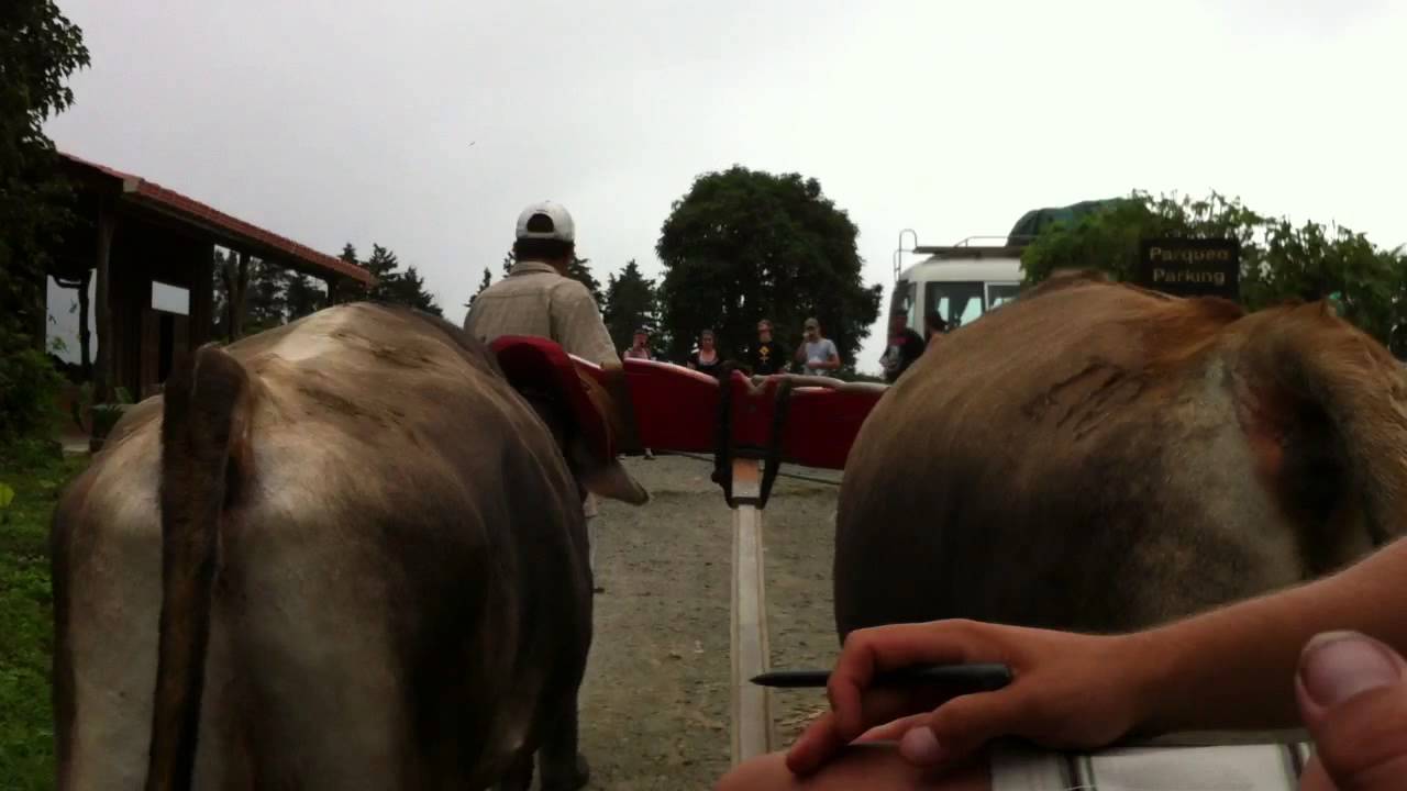 Ox Carriage Ride in Costa Rica - YouTube