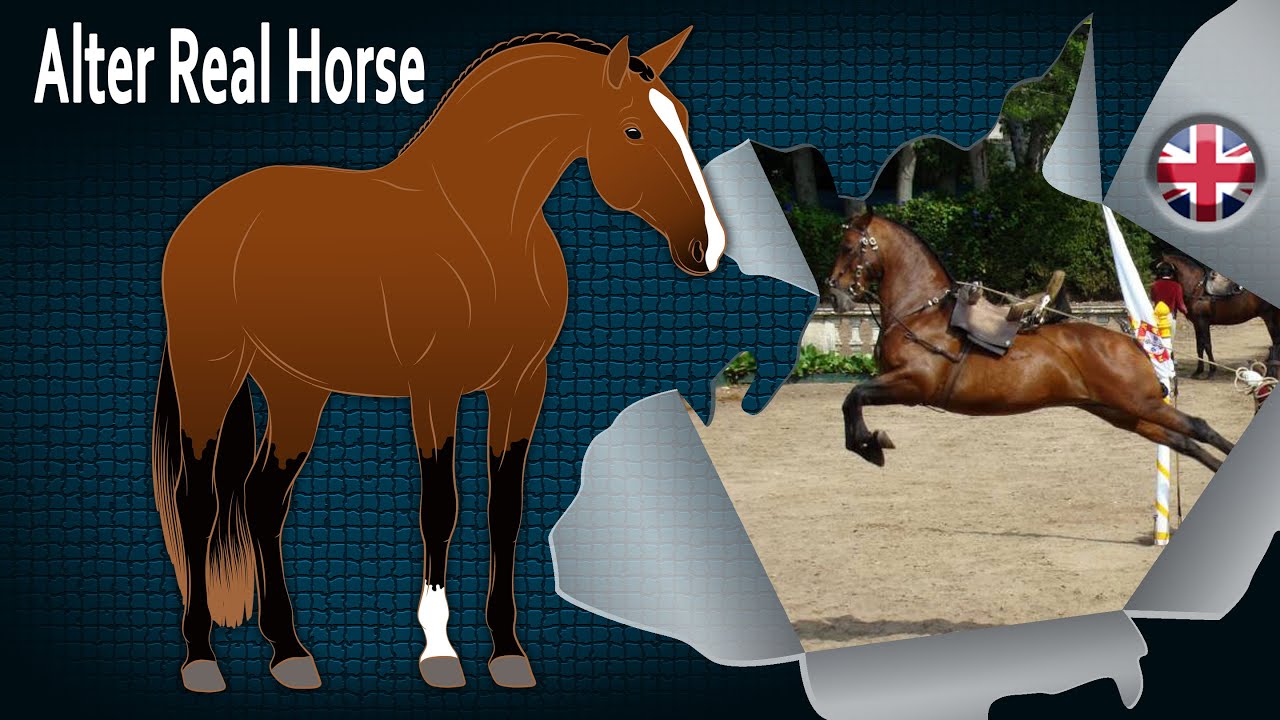 Alter Real Horse, Lusitano type horses, powerfully modeled, Horse breeds - YouTube