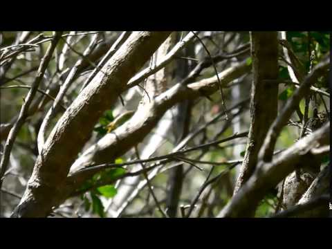 California Quail Mating Call