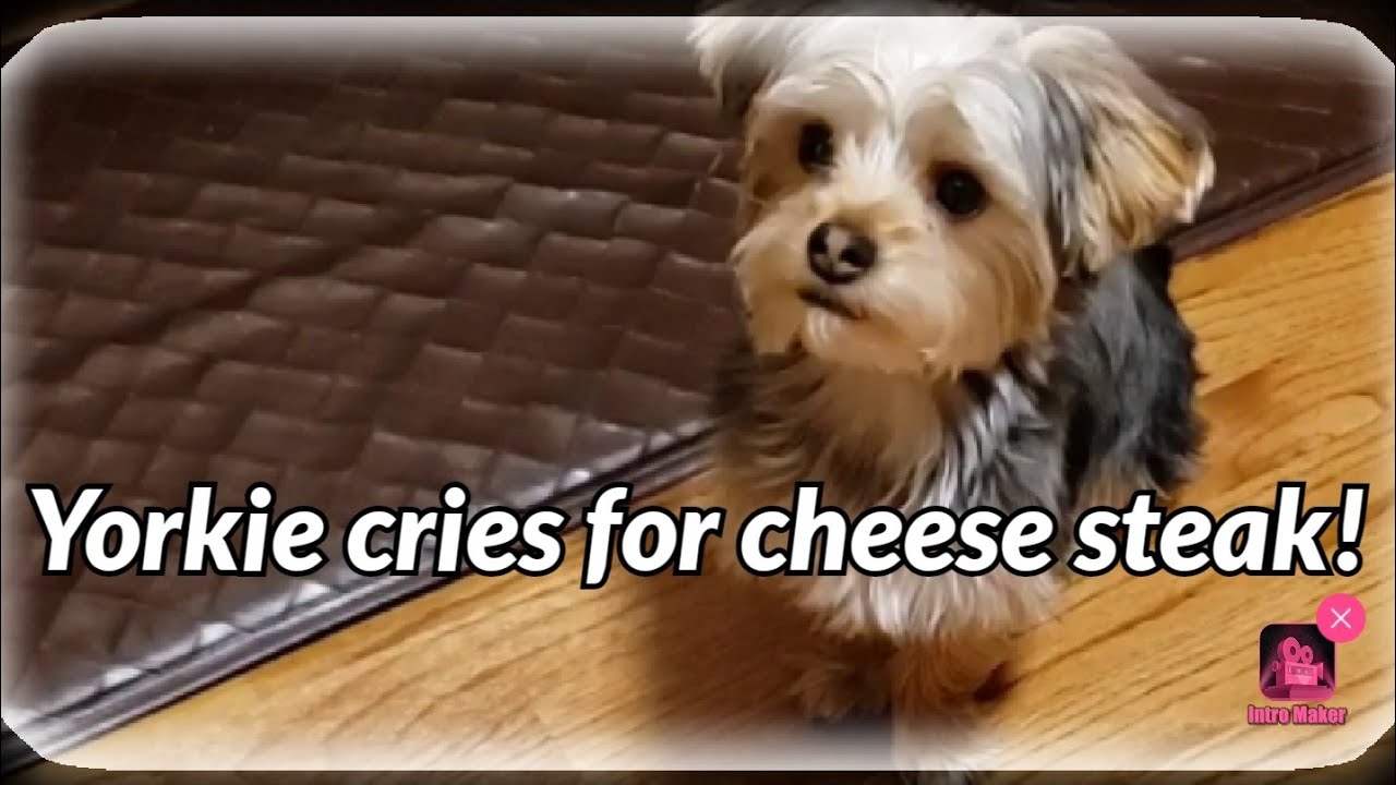 Why is the Yorkie crying? He likes 'Philly cheese steak! (Willie the ...