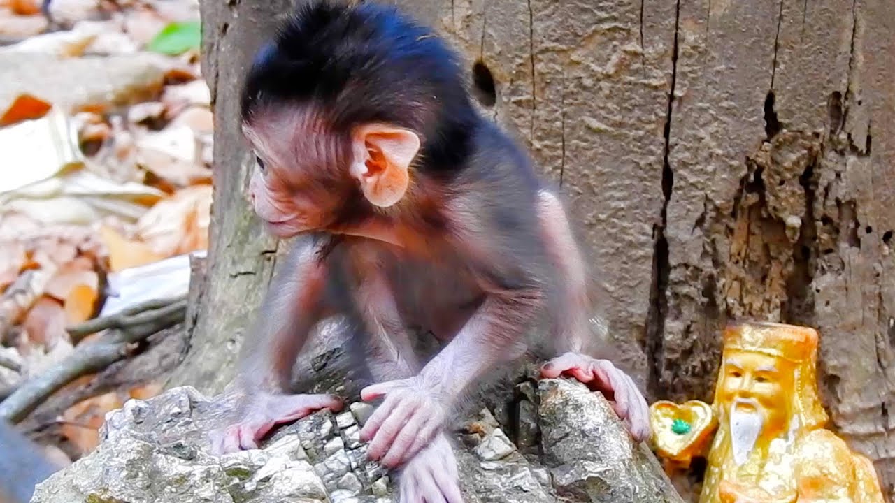 Charming Baby Monkey Playtime | Relax and Unwind - YouTube