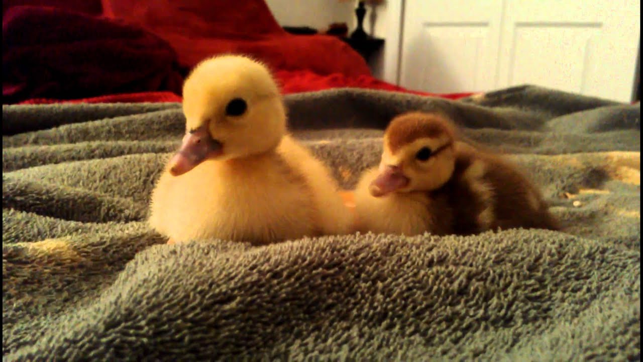 Ducklings eating on my bed, up close and personal - YouTube