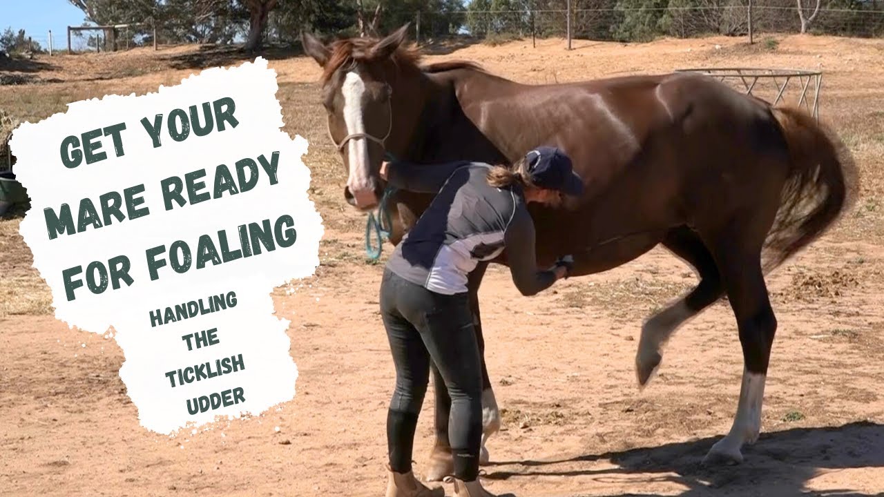 Mare Udder Problems Solved with This One Simple Trick - YouTube