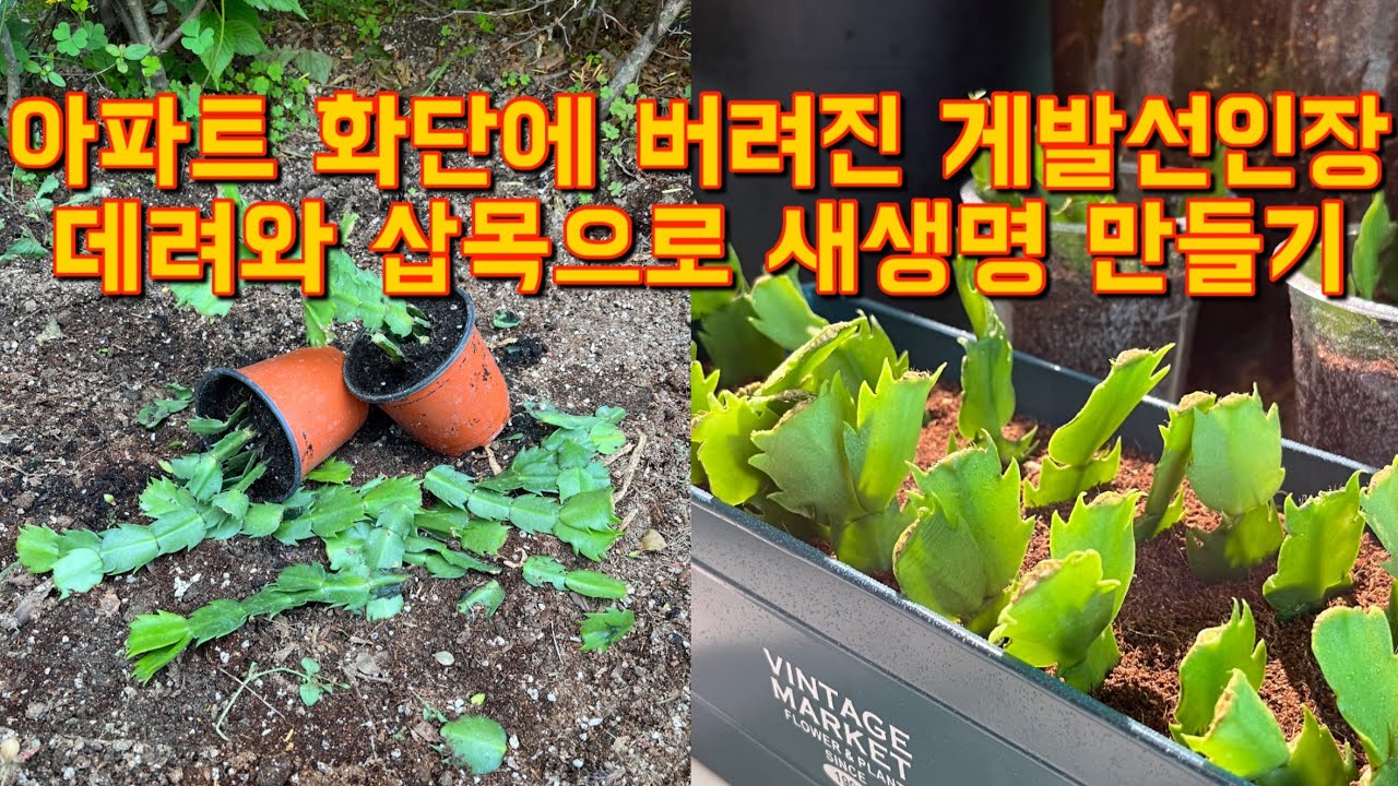 게발가재발선인장 버려진 게발선인장 데려와 삽목으로 새생명 만들기 삽목 리치쏘일 다육식물 엄마와 딸 다육