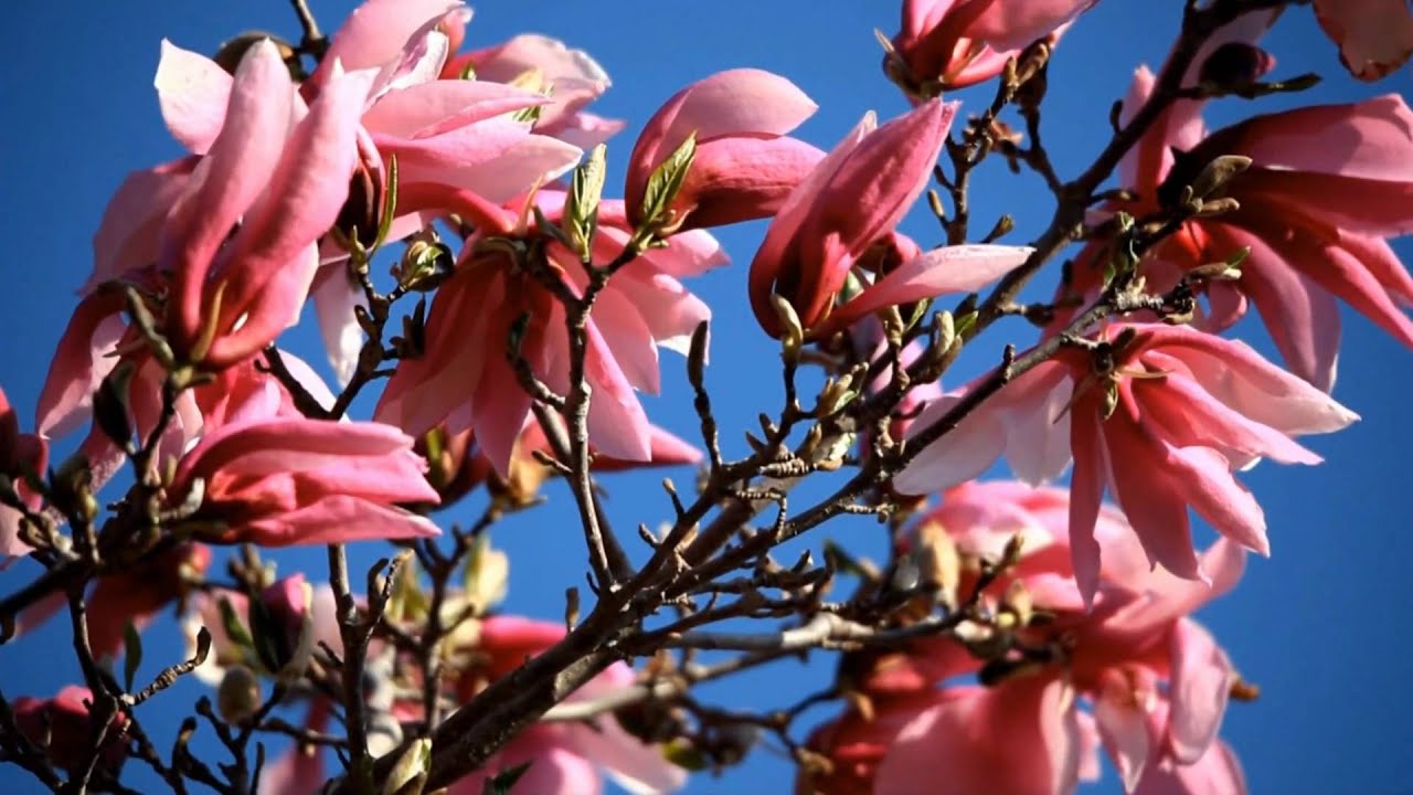 Magnolia Betty - YouTube