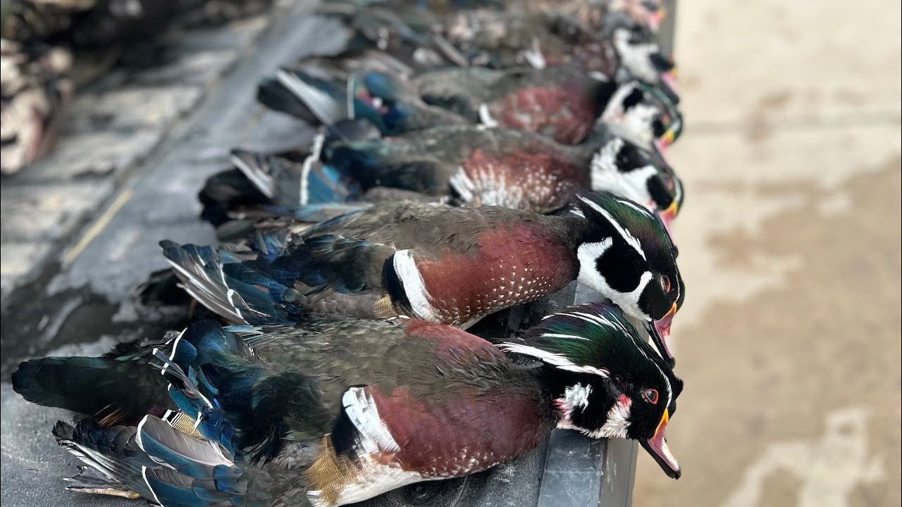 Hunting a crazy wood duck hole! - YouTube