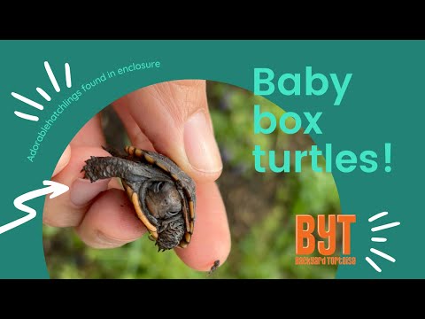 Baby three toed box turtle indoor set up - YouTube