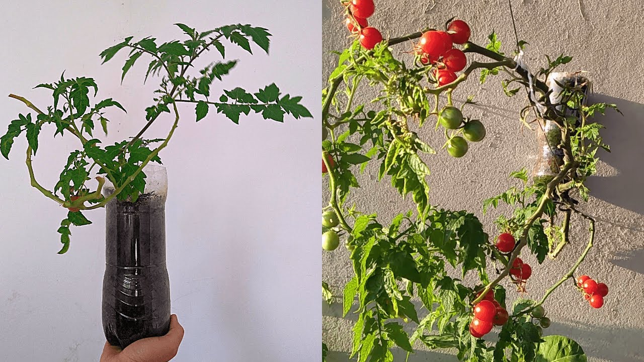 Como Plantar Tomate Cereja na Garrafa pet Simples e Prático - YouTube