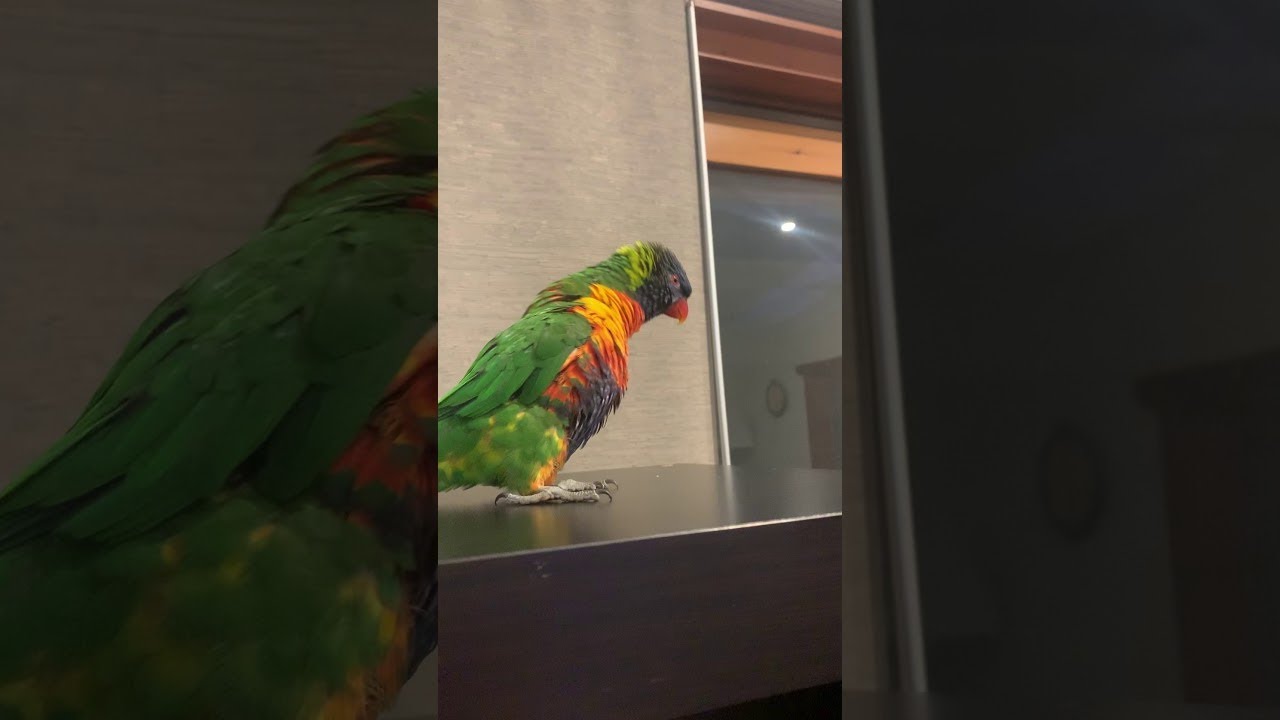 Adorable Rainbow Lorikeet Having a Dance || ViralHog - YouTube