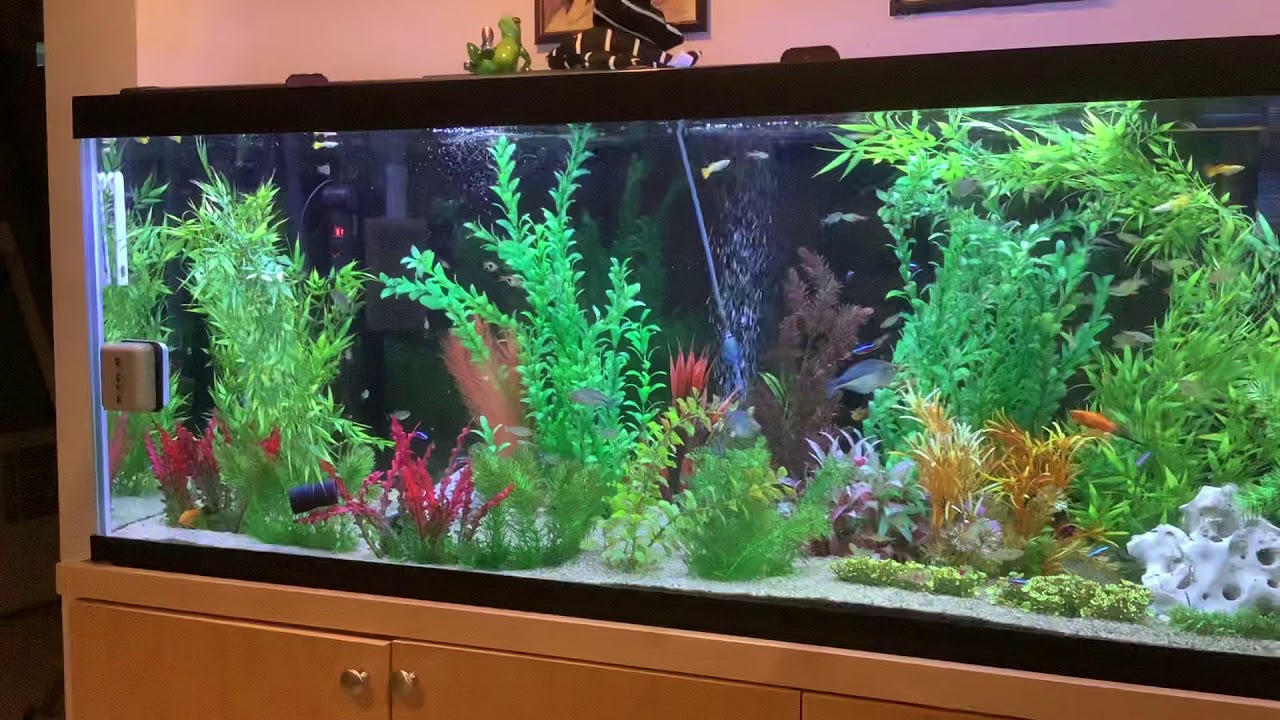 A short peek into my 125 gallon Tetra community Aquarium. - YouTube