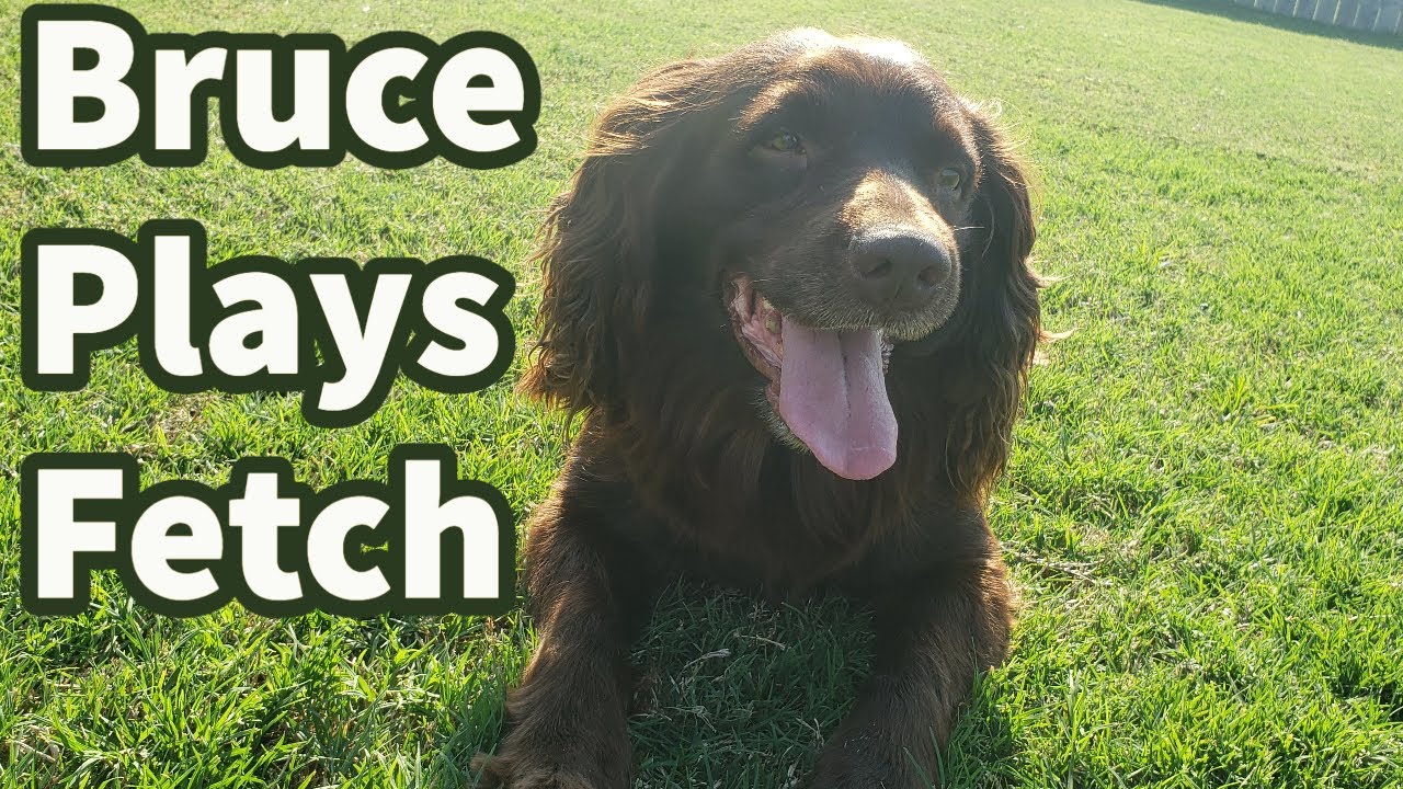 Bruce (Boykin Spaniel) playing fetch. - YouTube