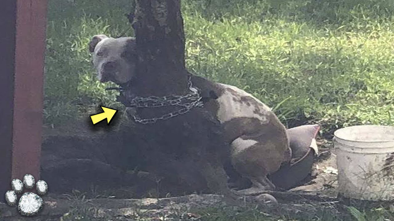 A Pit Bull Chained to a Tree Couldn't Move - YouTube