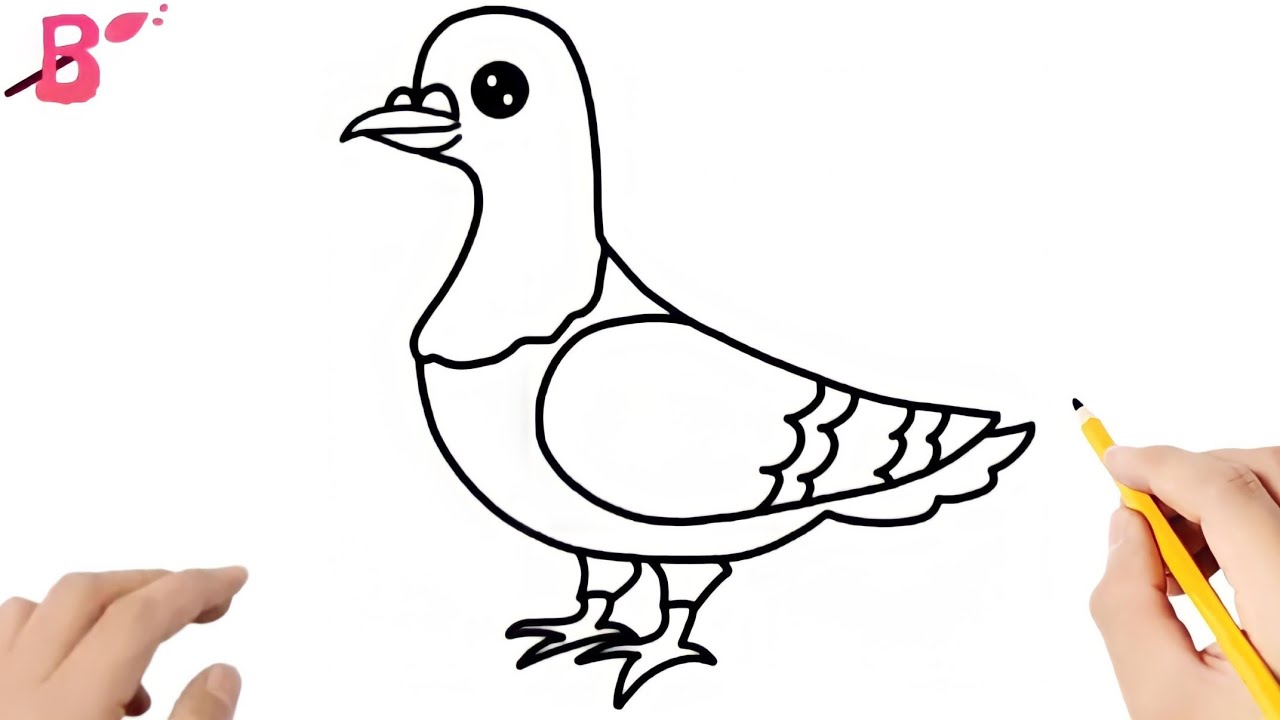How to draw a Pigeon bird step by step easy drawing - YouTube