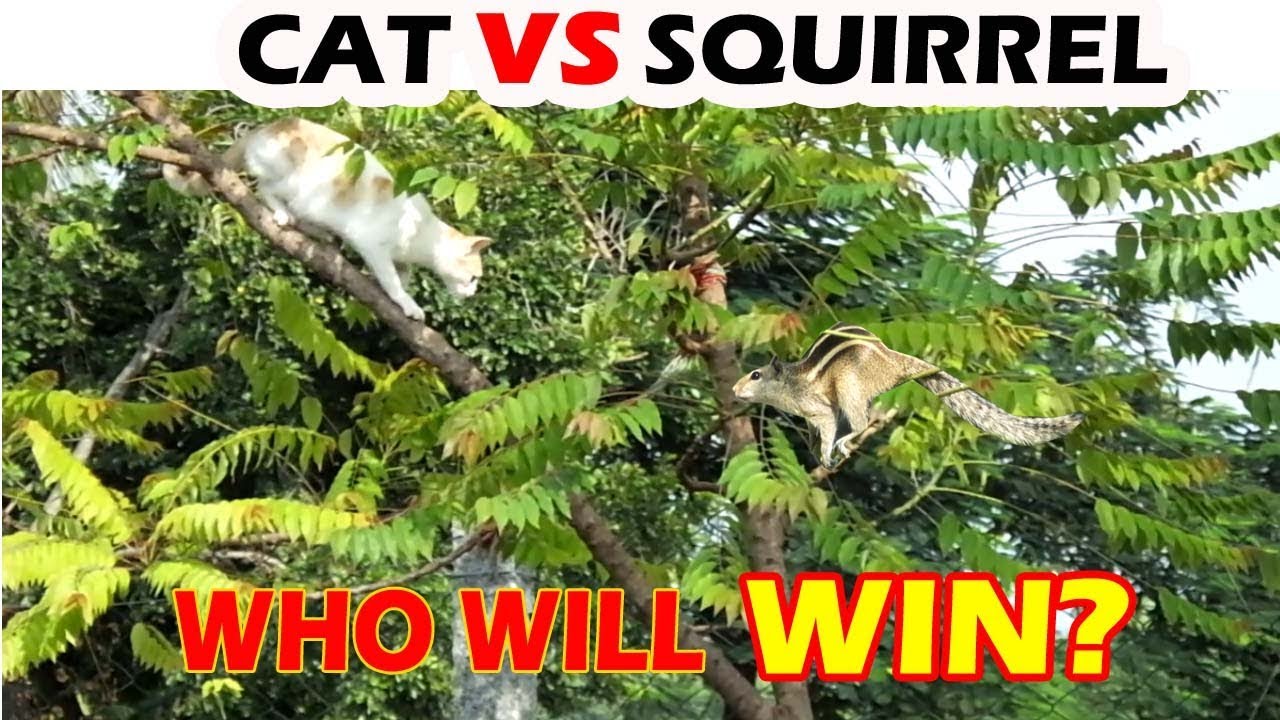 CAT VS SQUIRREL| Who will win ???? - YouTube