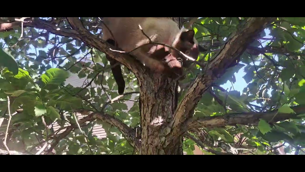 Lucy climbs her first tree. - YouTube