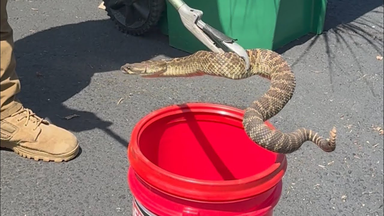 The craziest way to catch a rattlesnake - YouTube