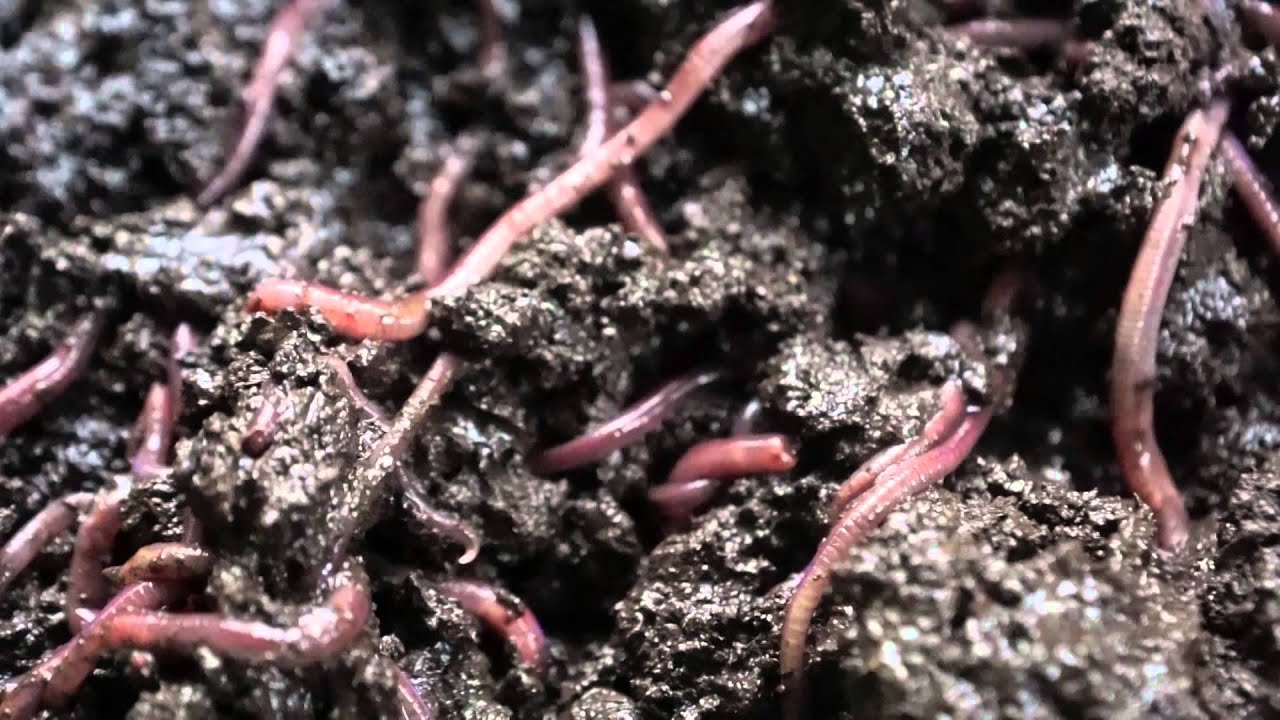 VERMICOMPOST - YouTube
