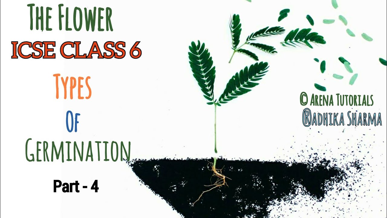 The Flower🌻 | Chapter - 2 | Part -4 | Biology | Class- 6 | ICSE | - YouTube