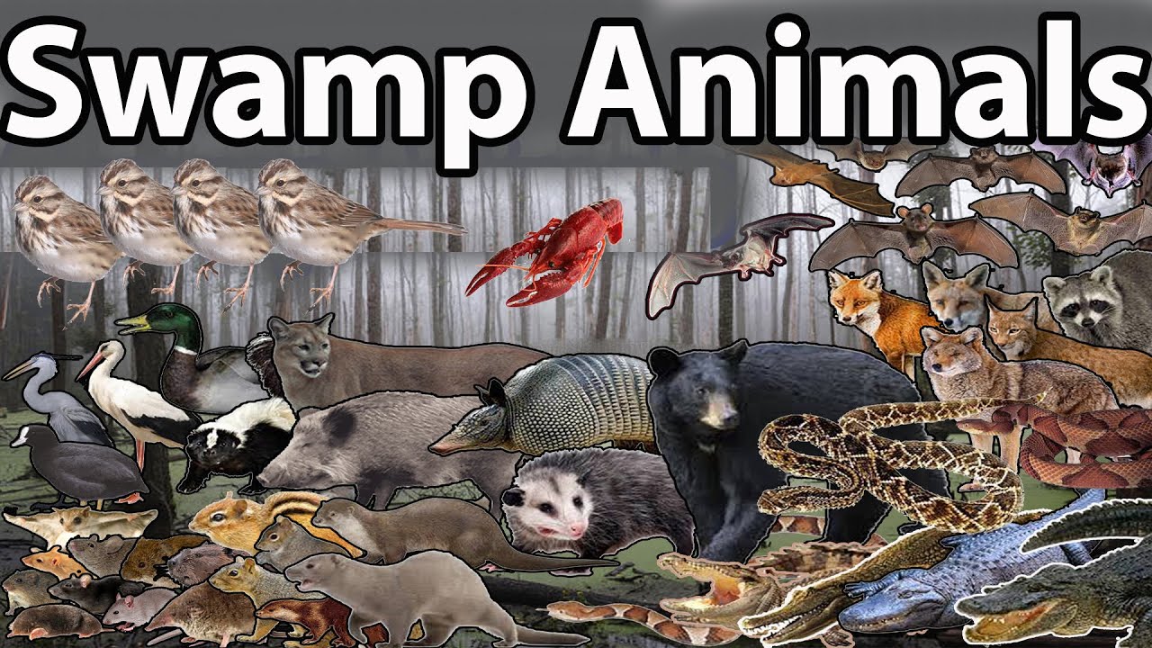"Top Swamp Animals You Need to Know in 2022" - YouTube