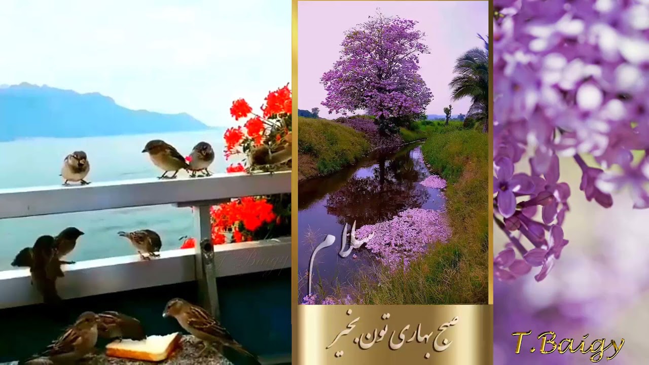 Good morning in persian is " Sobh Bekheir " with instrumental lovely ...
