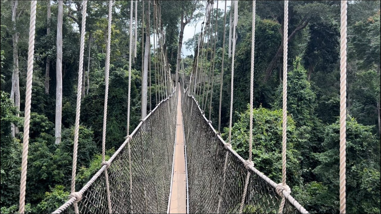 Kakum National Park | Canopy Walk | Full HD Tour - YouTube