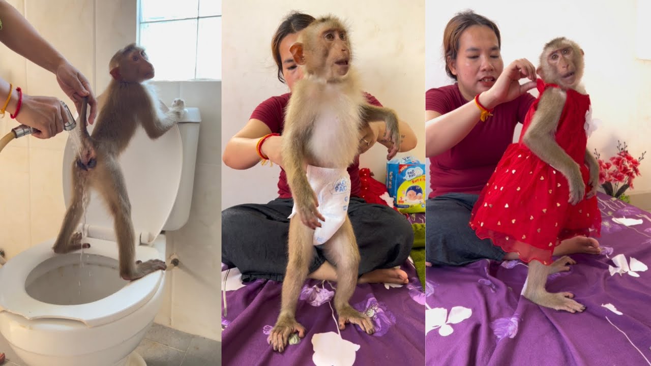 Smart Monkey Know How To Use Toilet. Monkey Jessi - YouTube