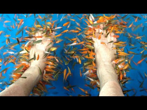 Fish Pedicure | फिश स्पा | Spa Treatment for Your Feet | मछलियाँ बनाती हैं मुलायम, चमकदार त्वचा