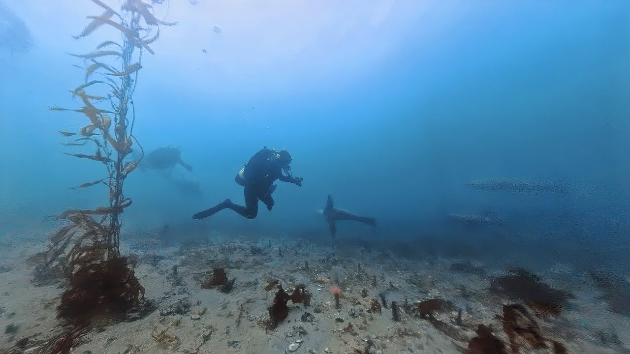DIVE WITH THE SEALIONS || breakwater, monterey bay, 8th december 2024 ...
