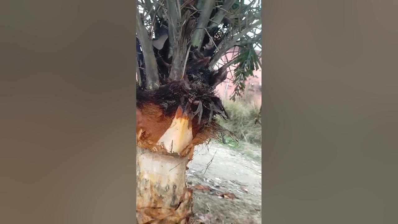 tari ga bagan #tari_ka_per #desi_sharab_per #khajur_ka_tari #minivlog #villagevlog_sharab - YouTube