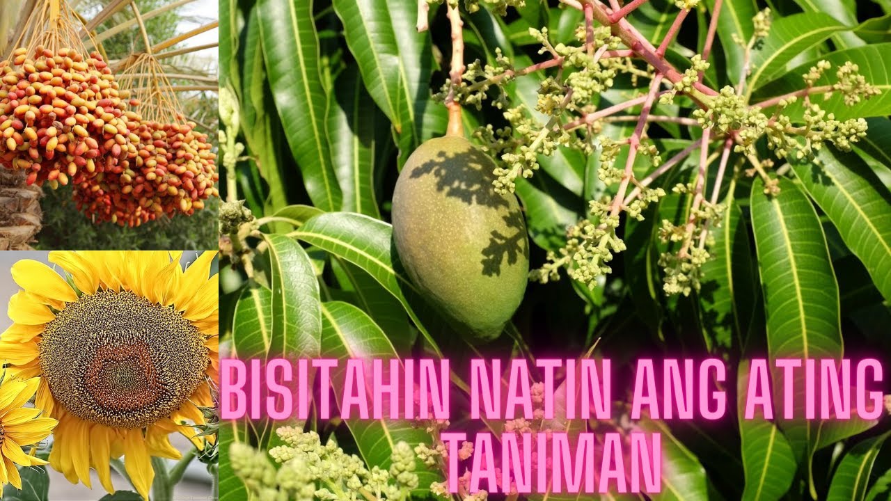 MANGO,DATES and SUNFLOWER - YouTube