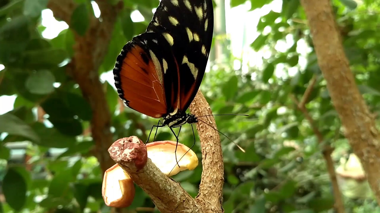Butterfly Siphoning in Budapest Zoo - YouTube