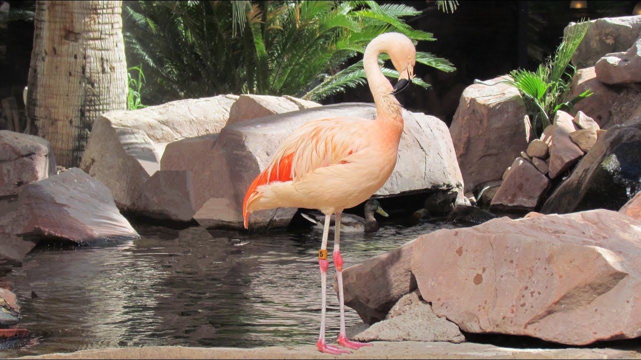 WILDLIFE HABITAT - HÔTEL FLAMINGO - LAS VEGAS (NEVADA) - ÉTATS-UNIS ...