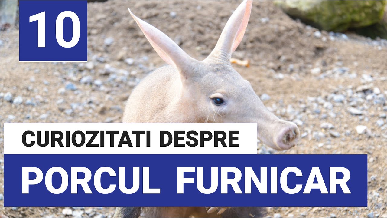 10 Curiozitati despre Aardvark (Porcul Furnicar) - Informatii ...