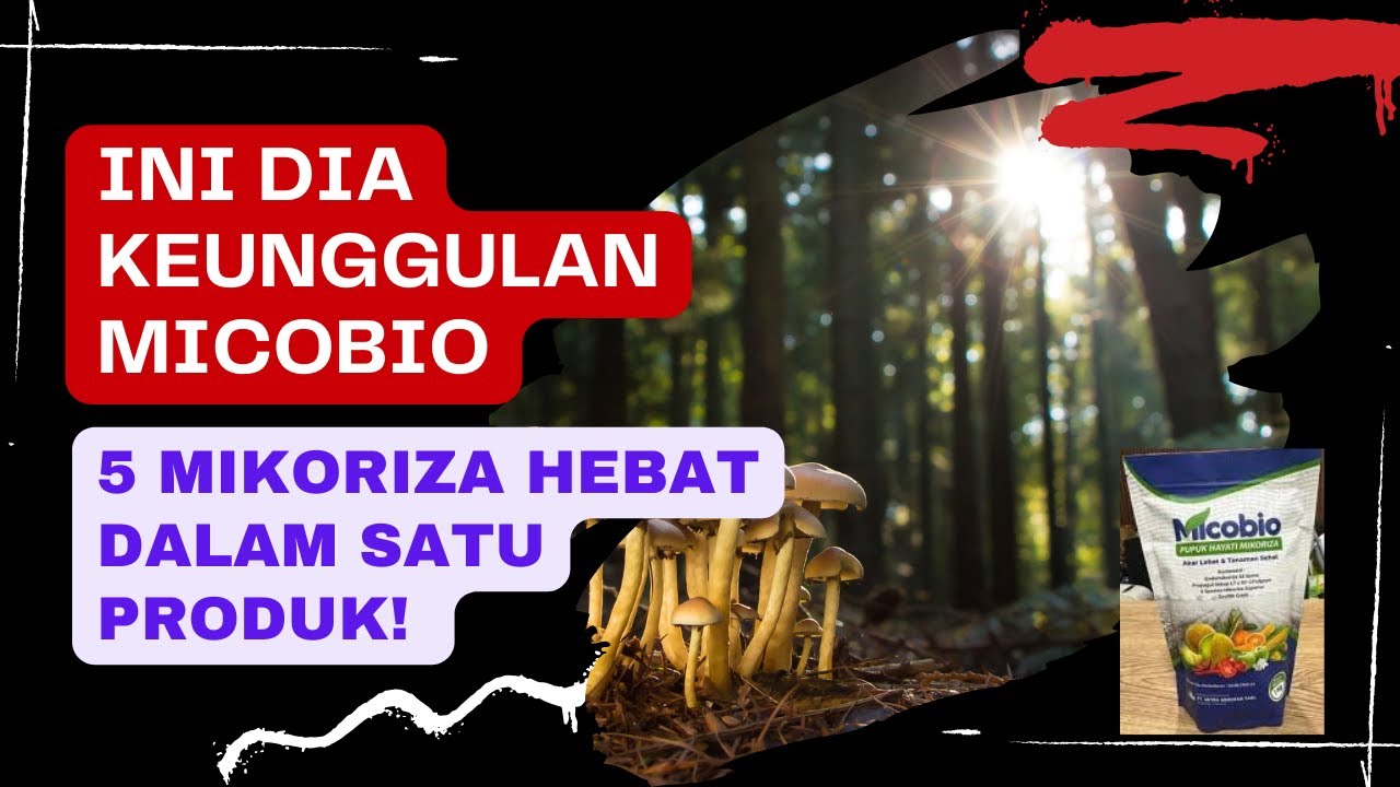 5 Mikoriza Hebat dalam Satu Produk! Ini Dia Keunggulan Micobio - YouTube